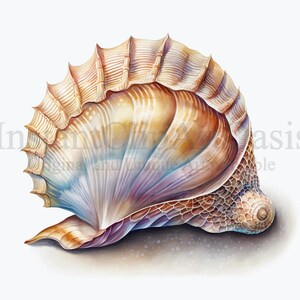 Shell Clipart, 10 High Quality Jpgs, Nursery Art, Card Making, Clip Art ...