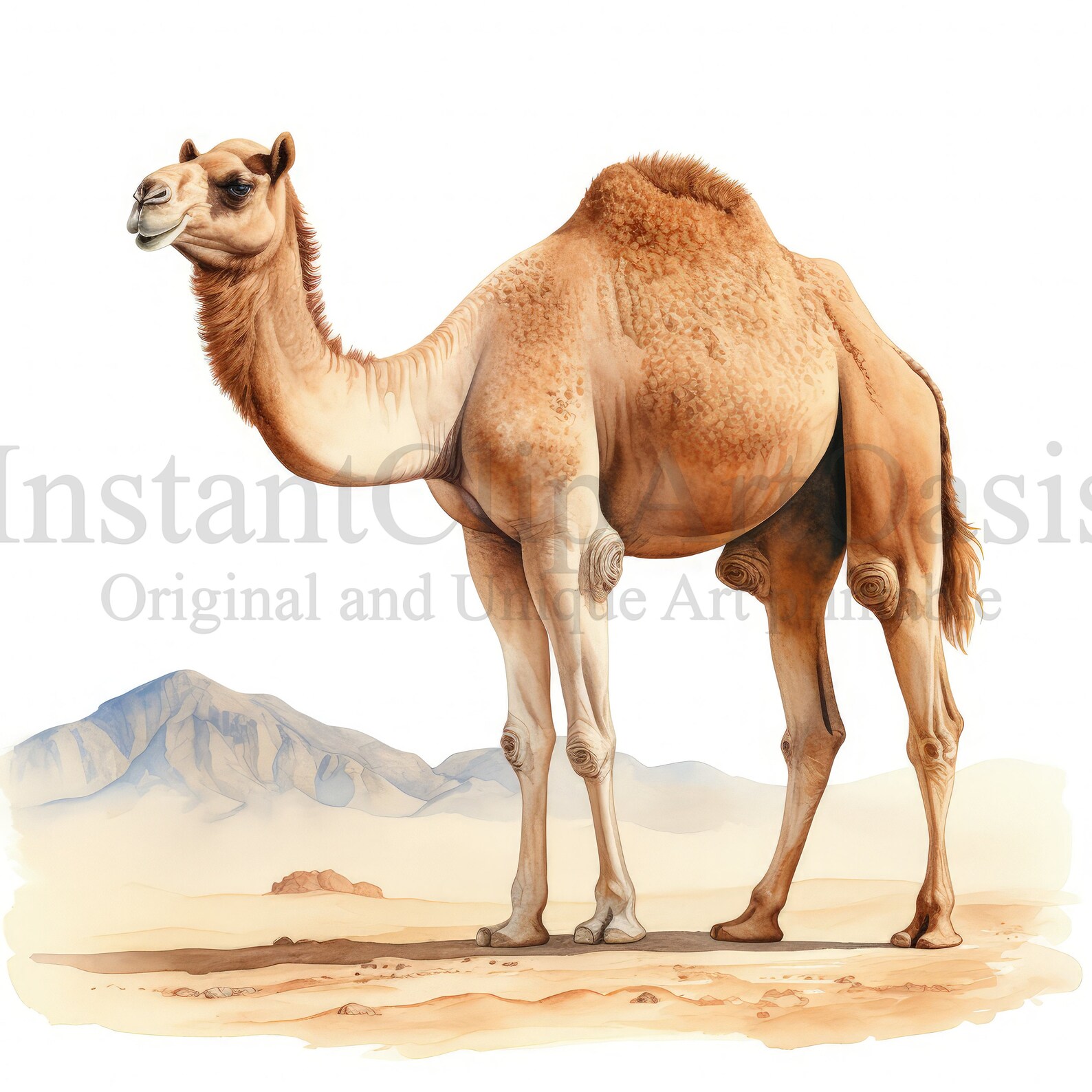 Watercolor Camel Clipart, 11 High Quality Jpgs, Digital Download Card ...