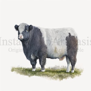 Belted Galloway Clipart, 10 High Quality Jpgs, Digital Download, Card ...