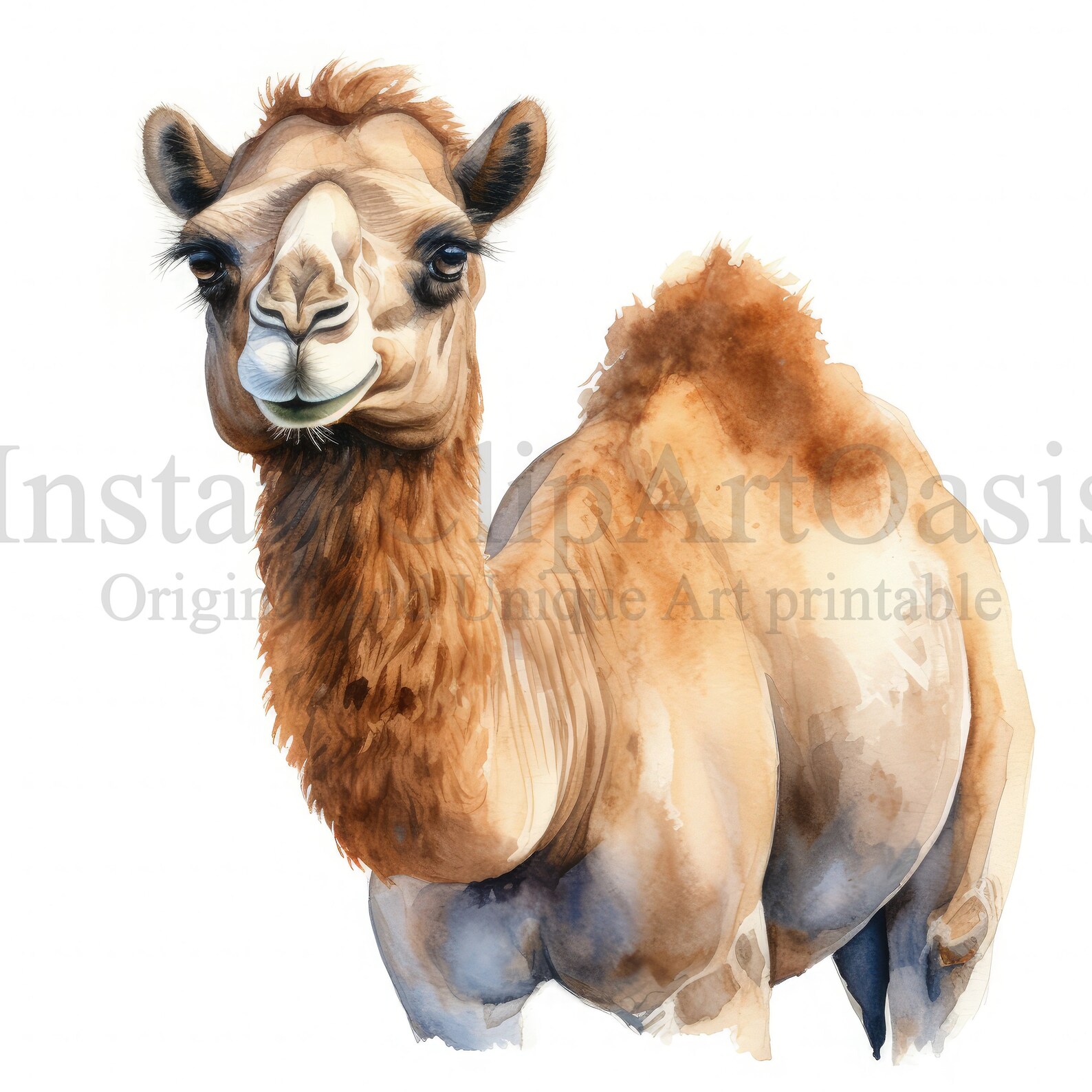 Watercolor Camel Clipart, 11 High Quality Jpgs, Digital Download Card ...