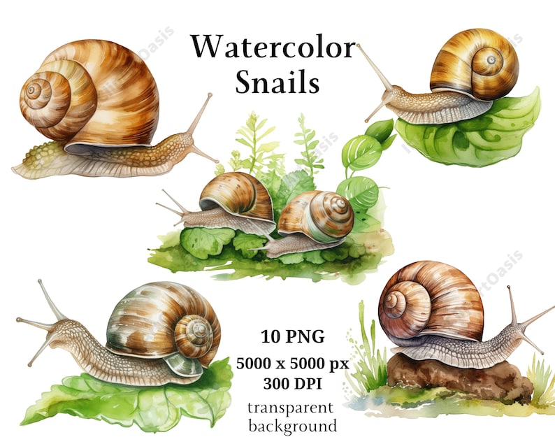 Watercolor Snails Clipart, 10 High Quality Pngs, Digital Download ...