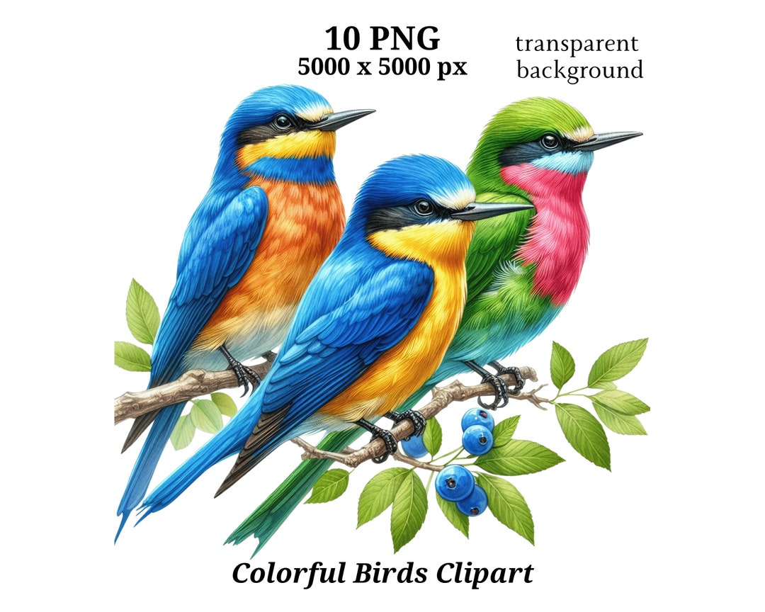 Colorful Birds Clipart, 10 High Quality Pngs, Nursery Art, Instant ...