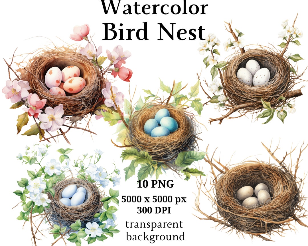 Bird Nest Clipart, 10 High Quality Pngs, Instant Digital Download ...