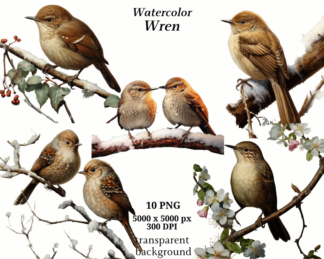 Wren Clipart | Set-2 | 10 High Quality Pngs, Digital Download, Card ...