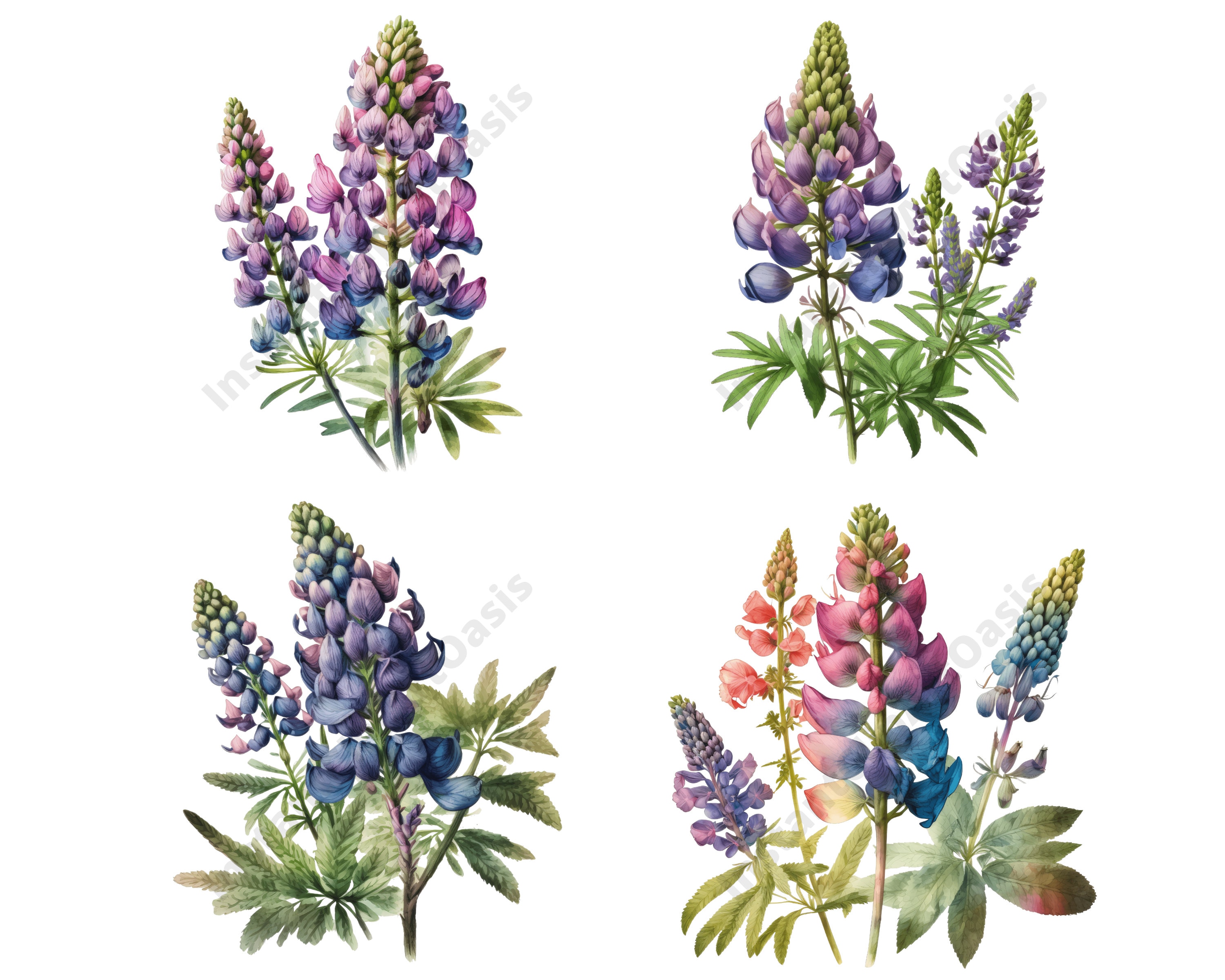 Lupin Clipart, 10 High Quality Pngs, Botanical Art, Instant Digital ...
