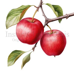Apple Branches Clipart - 10 High Quality Pngs, Digital Download ...