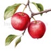 Apple Branches Clipart 10 High Quality Pngs Digital - Etsy