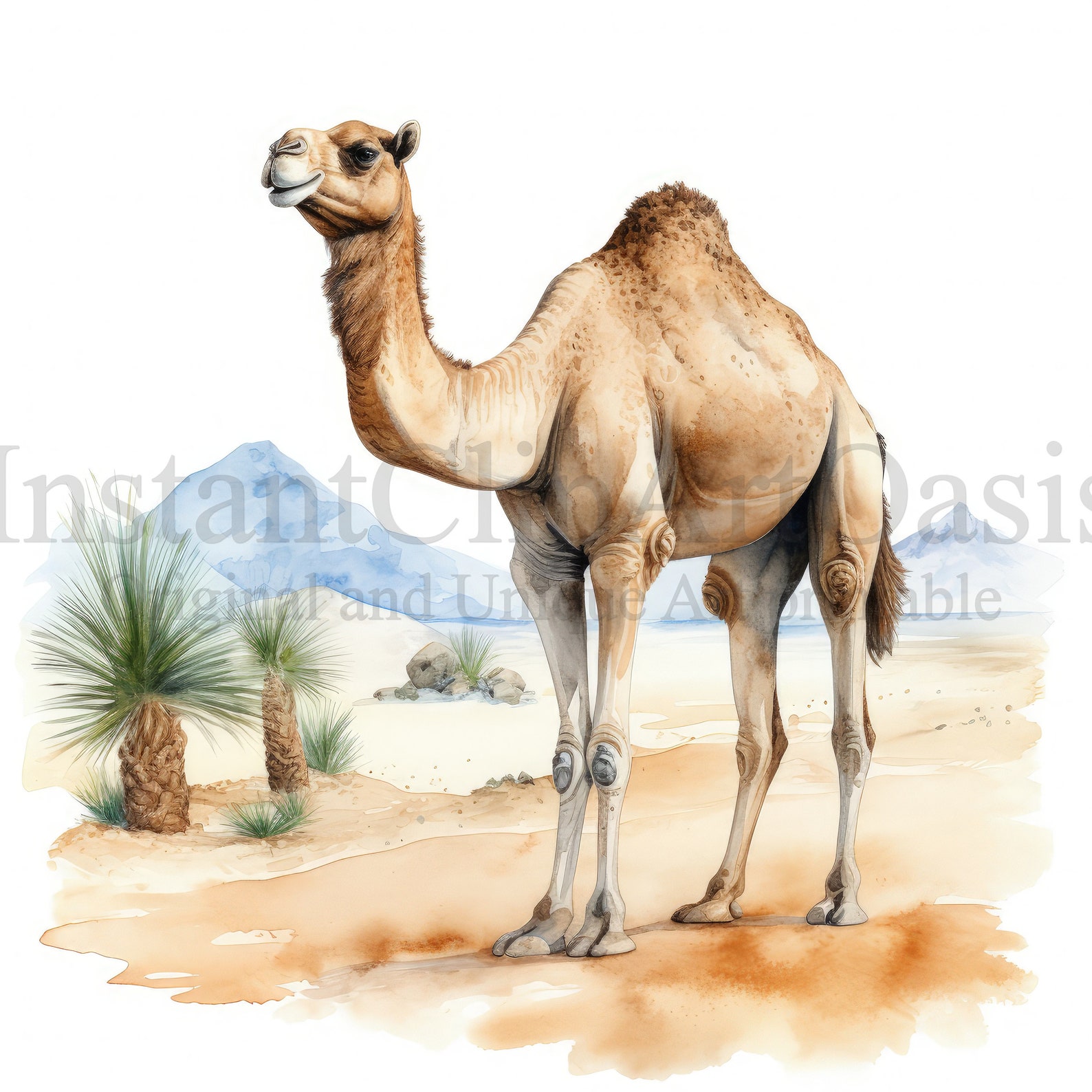 Watercolor Camel Clipart, 11 High Quality Jpgs, Digital Download Card ...