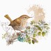 Wren Clipart, 10 High Quality Jpgs, Nursery Art, Instant Digital ...