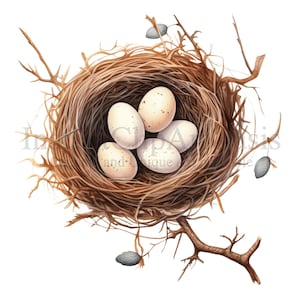 Bird Nest Clipart, 10 High Quality Pngs, Instant Digital Download ...
