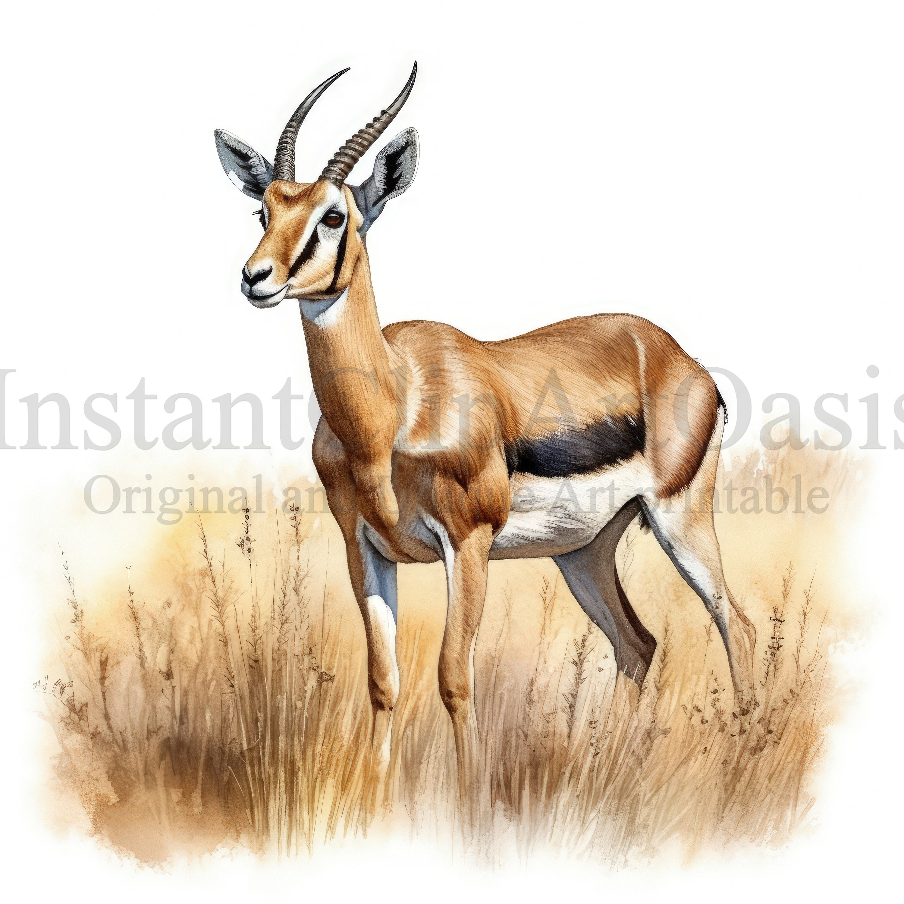 Thomson Gazelle Clipart, 7 High Quality Jpgs, Instant Digital Download ...