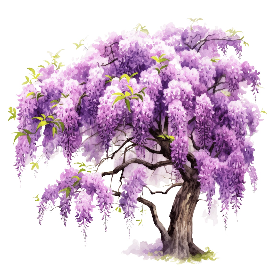 Wisteria Trees Clipart - 10 High Quality Pngs, Botanical Art, Digital ...