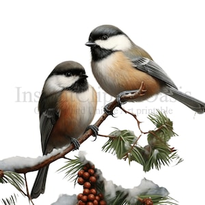 Chickadee Clipart | Set-2 | 10 High Quality Pngs, Digital Download ...