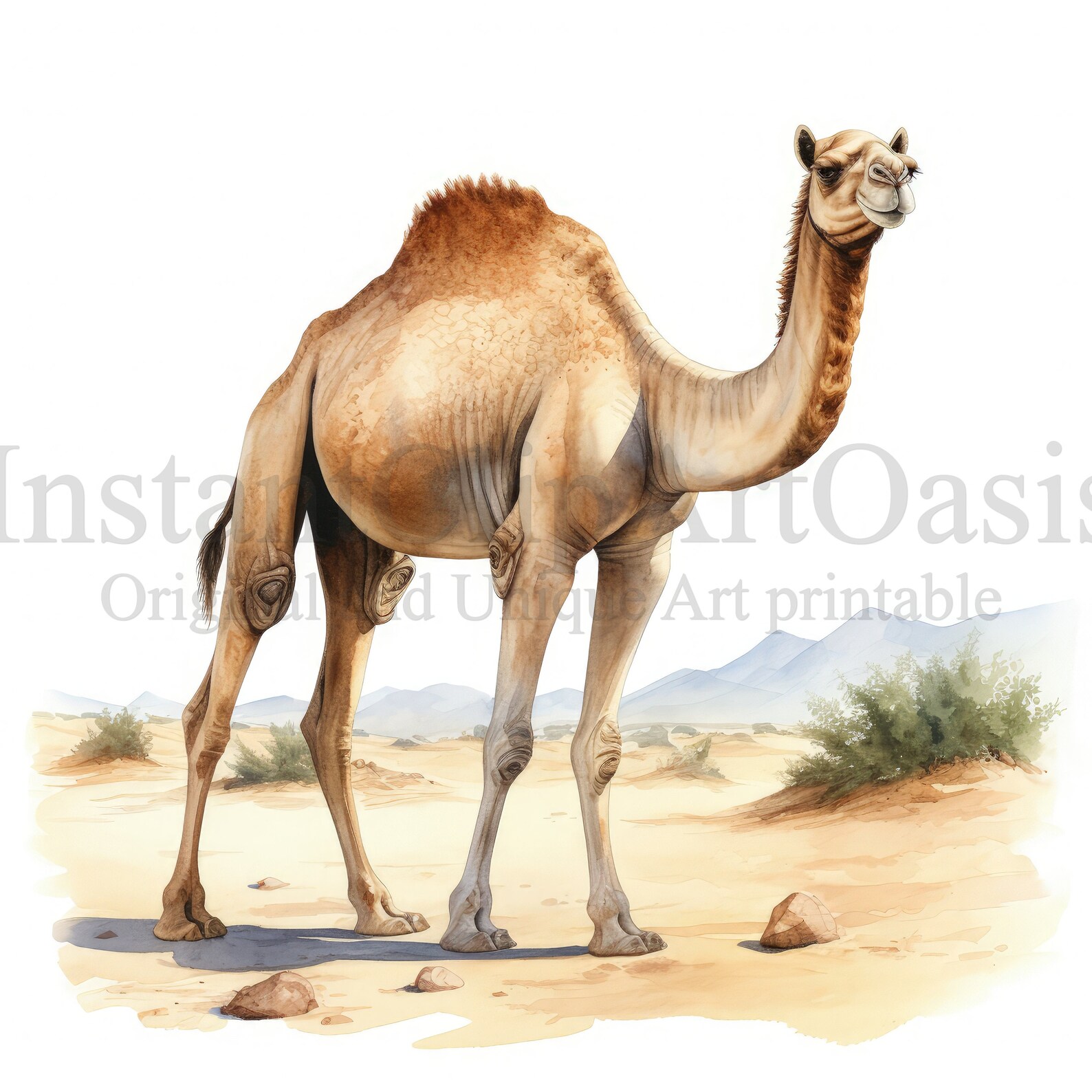 Watercolor Camel Clipart, 11 High Quality Jpgs, Digital Download Card ...