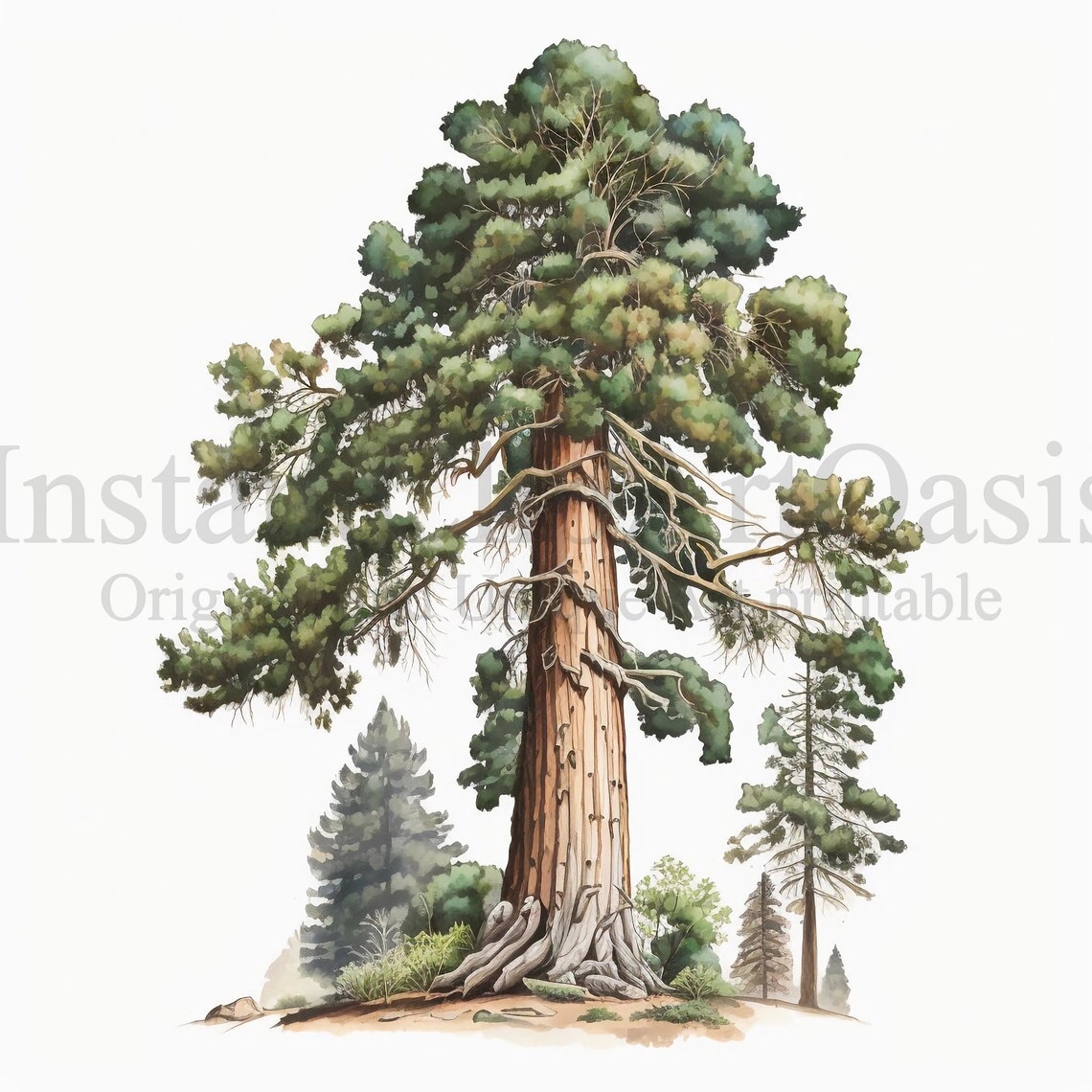 Sequoia Trees Clipart, 10 High Quality Jpgs, Botanical Art, Digital ...