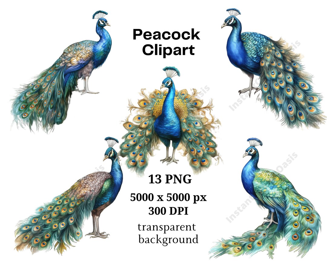 Peacock Clipart - Set2 - 13 High Quality Pngs, Nursery Art, Digital ...
