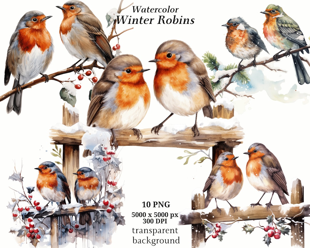 Winter Robins Clipart, 10 High Quality Pngs, Instant Digital Download ...