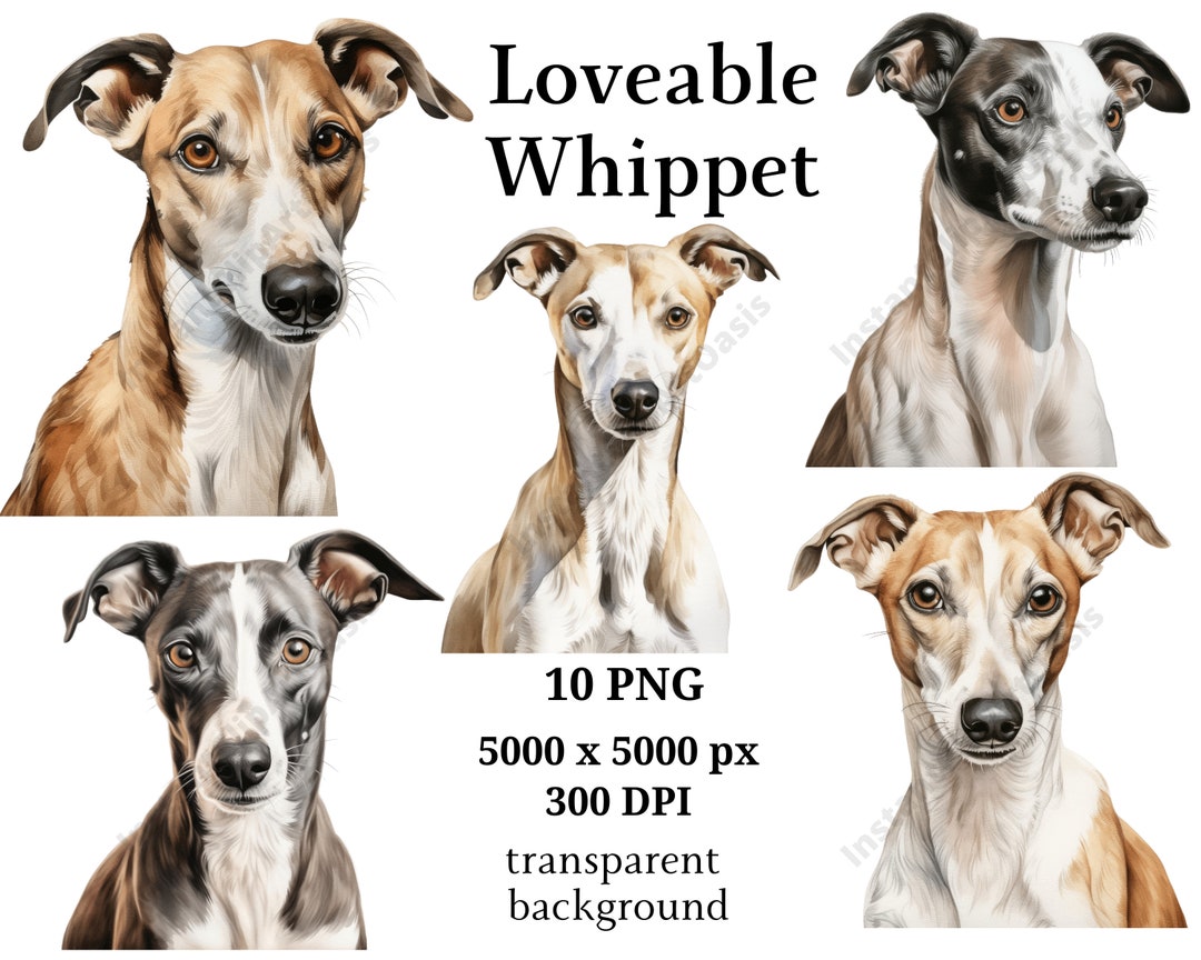 Loveable Whippet Clipart, 10 High Quality Pngs, Digital Planner ...