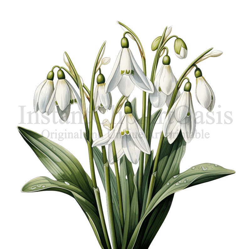 Snowdrop Clipart, 10 High Quality Pngs, Botanical Art, Digital Download ...