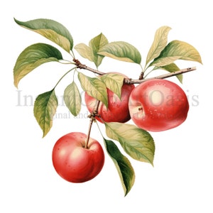 Apple Branches Clipart - 10 High Quality Pngs, Digital Download ...