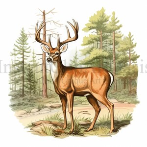 Vintage Deers Clipart, 10 High Quality Jpgs, Digital Download, Vintage ...