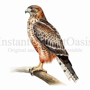 Cooper's Hawk Clipart, 10 High Quality Jpgs, Nursery Art, Instant ...