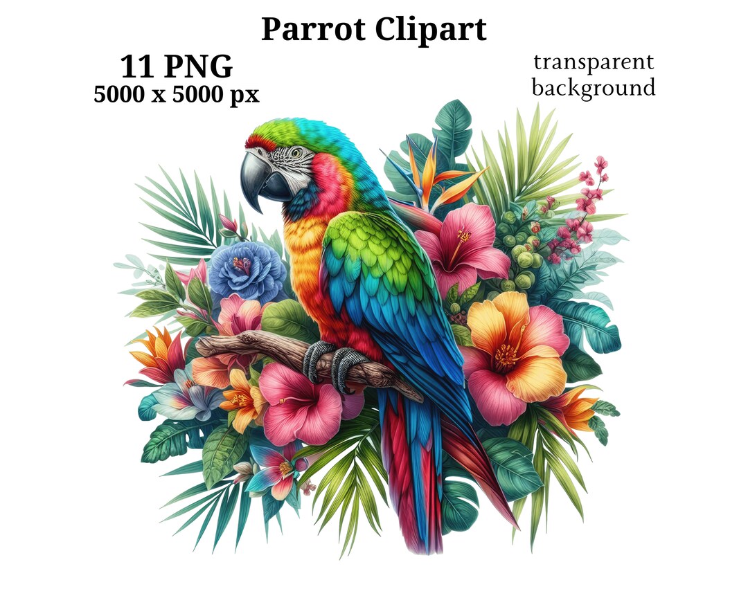 Colorful Parrot Clipart, 11 High Quality Pngs, Nursery Art, Digital ...