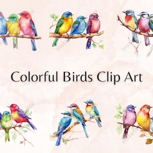 Colorful Birds Clipart, 10 High Quality Pngs, Nursery Art, Instant ...
