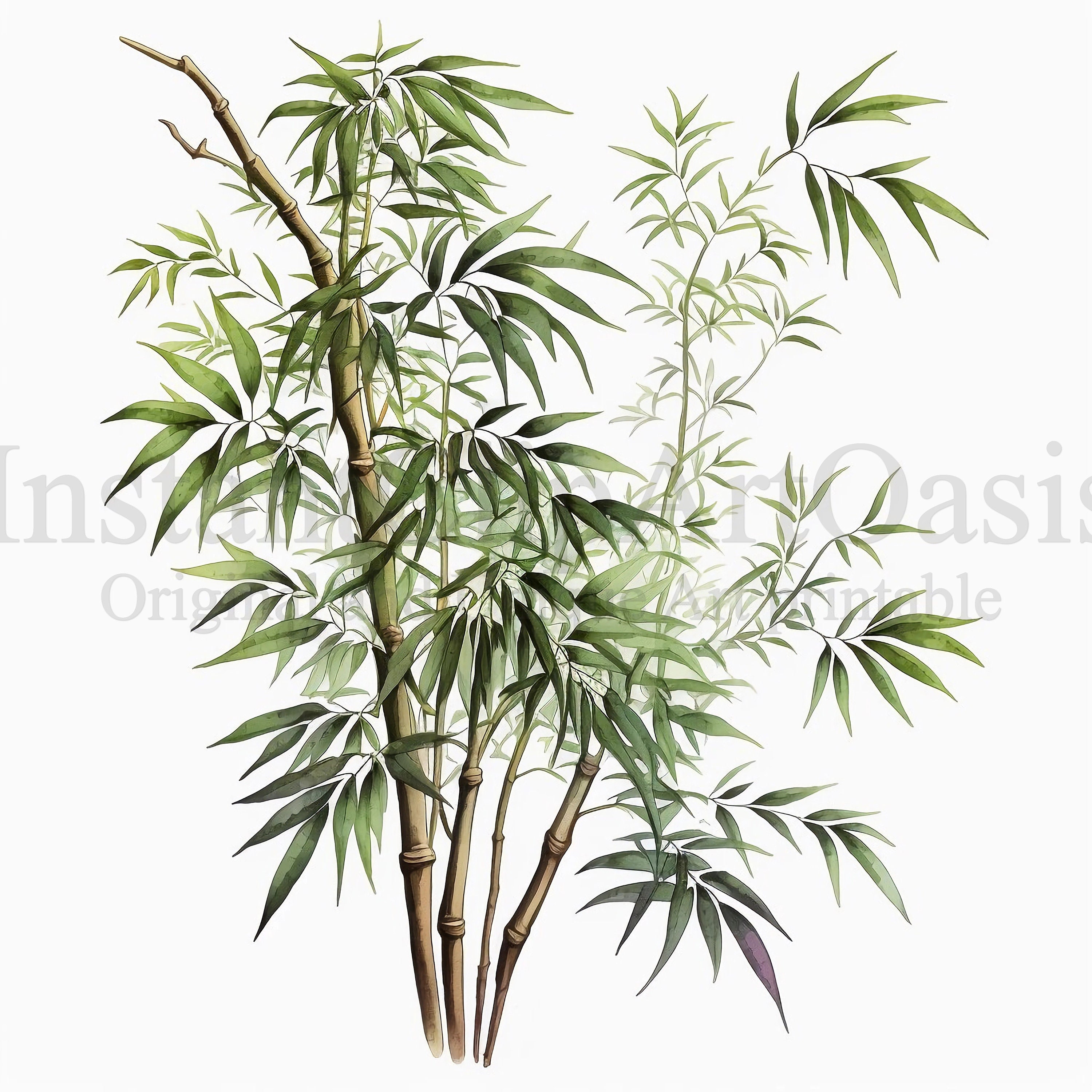 Bamboo Plants Drawing