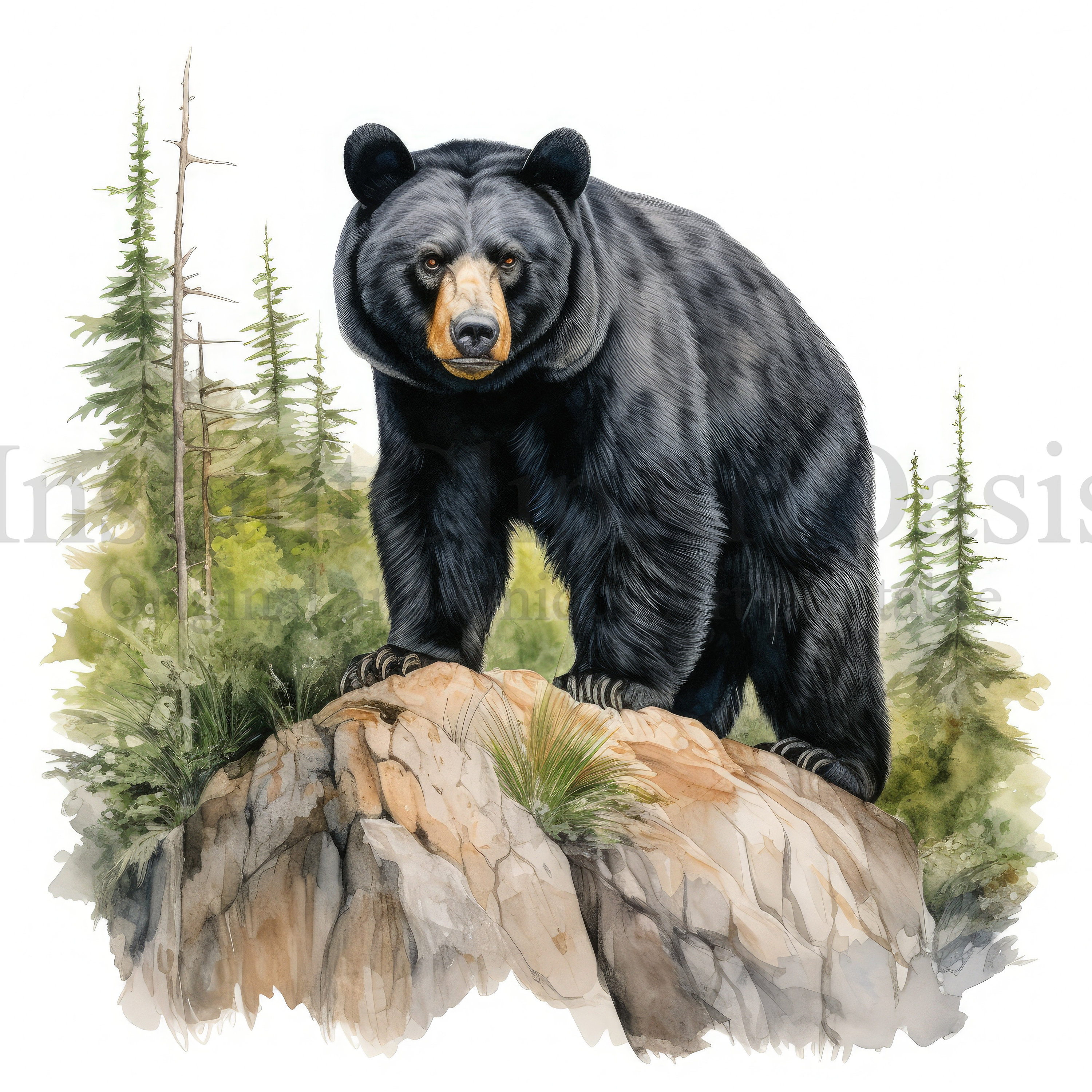 Black Bear Drawing Realistic