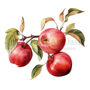 Apple Branches Clipart - 10 High Quality Pngs, Digital Download ...