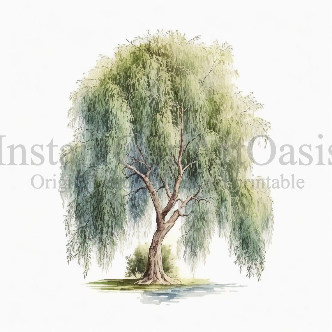 Willow Trees Clipart, 10 High Quality Jpgs, Botanical Art, Digital ...