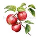 Apple Branches Clipart 10 High Quality Pngs Digital - Etsy
