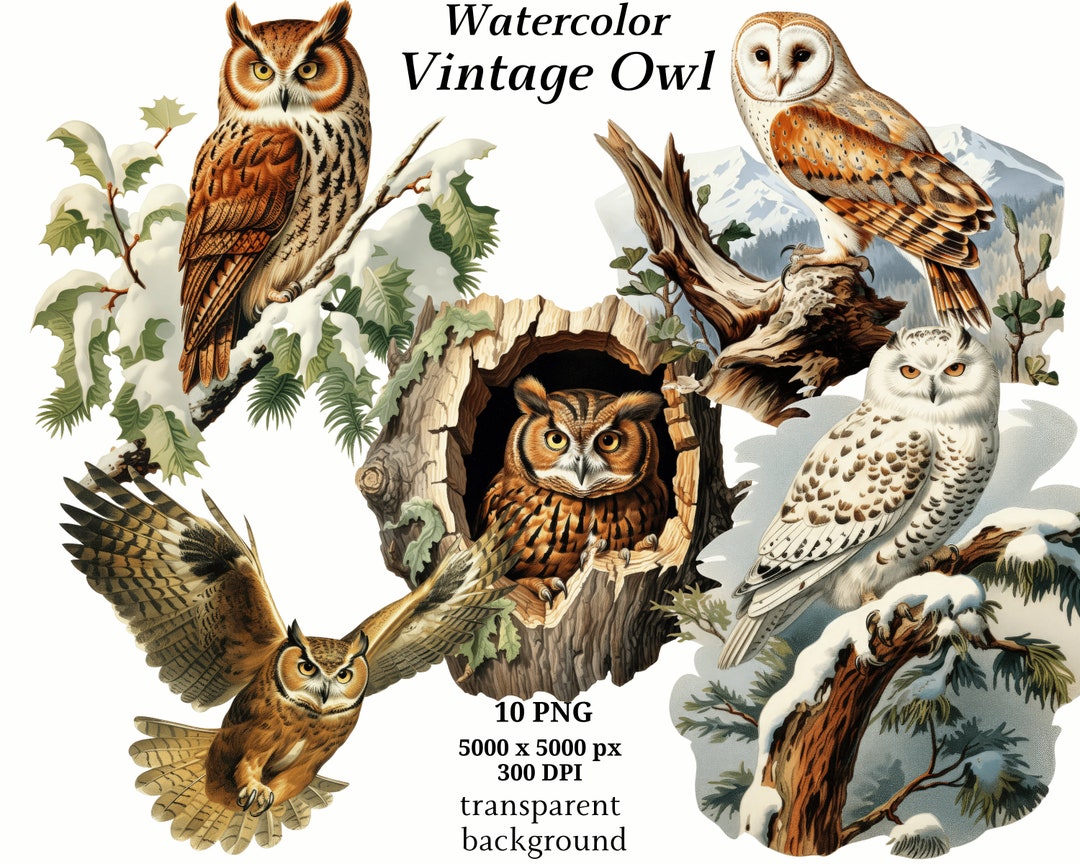 Vintage Owl Clipart, 10 High Quality Pngs, Digital Download | Card ...