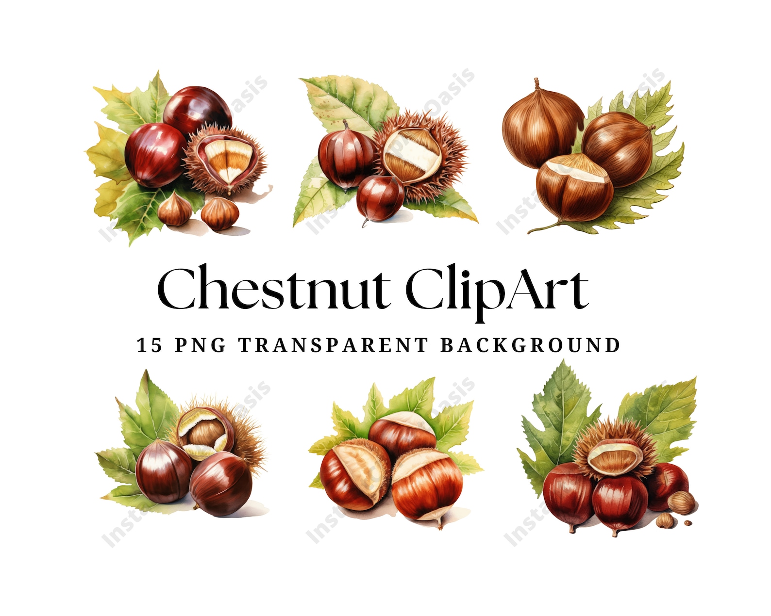 Chestnut Clipart, 15 High Quality Pngs, Botanical Clipart, Digital ...