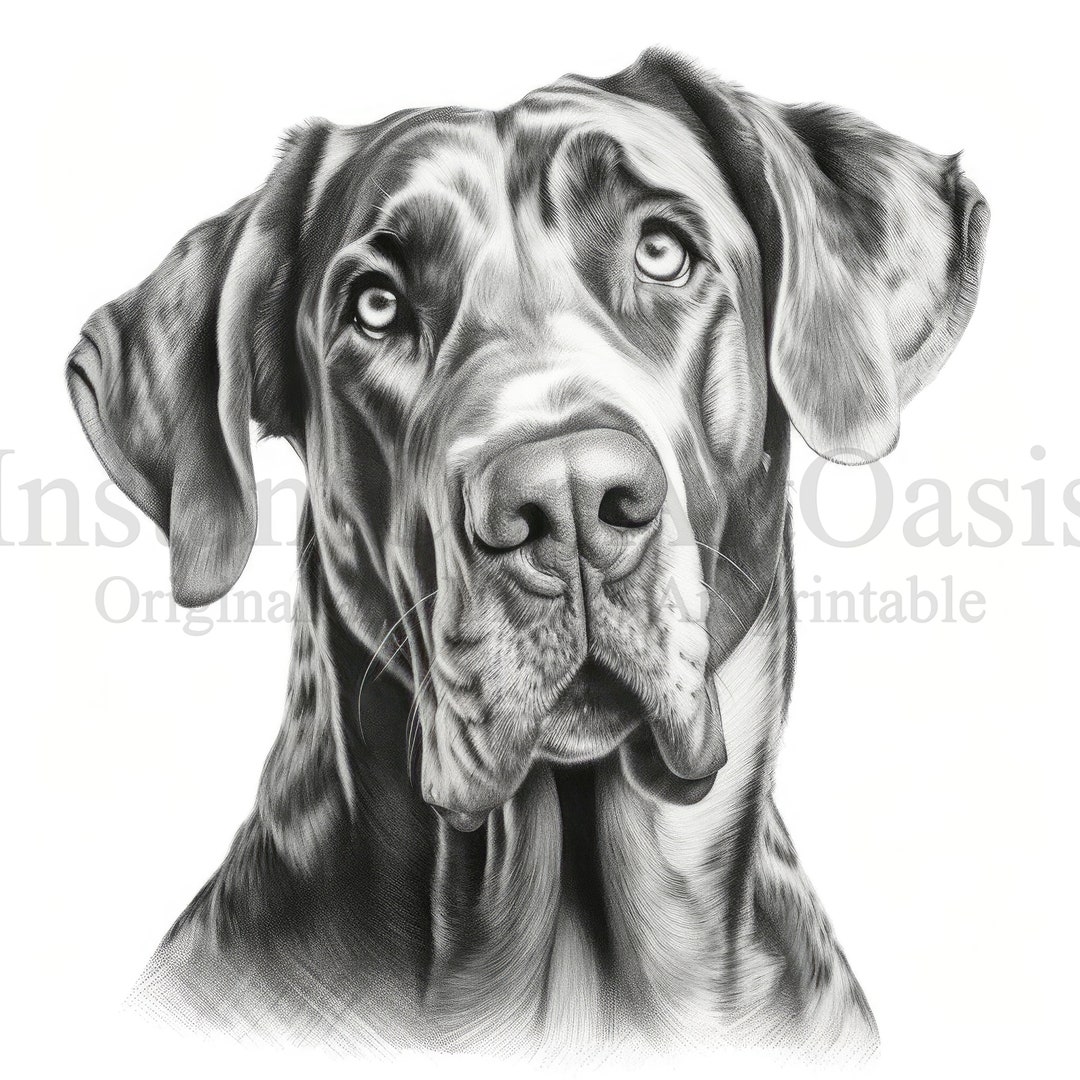 Great Dane Portrait, 10 High Quality Jpgs, Nursery Art, Digital ...