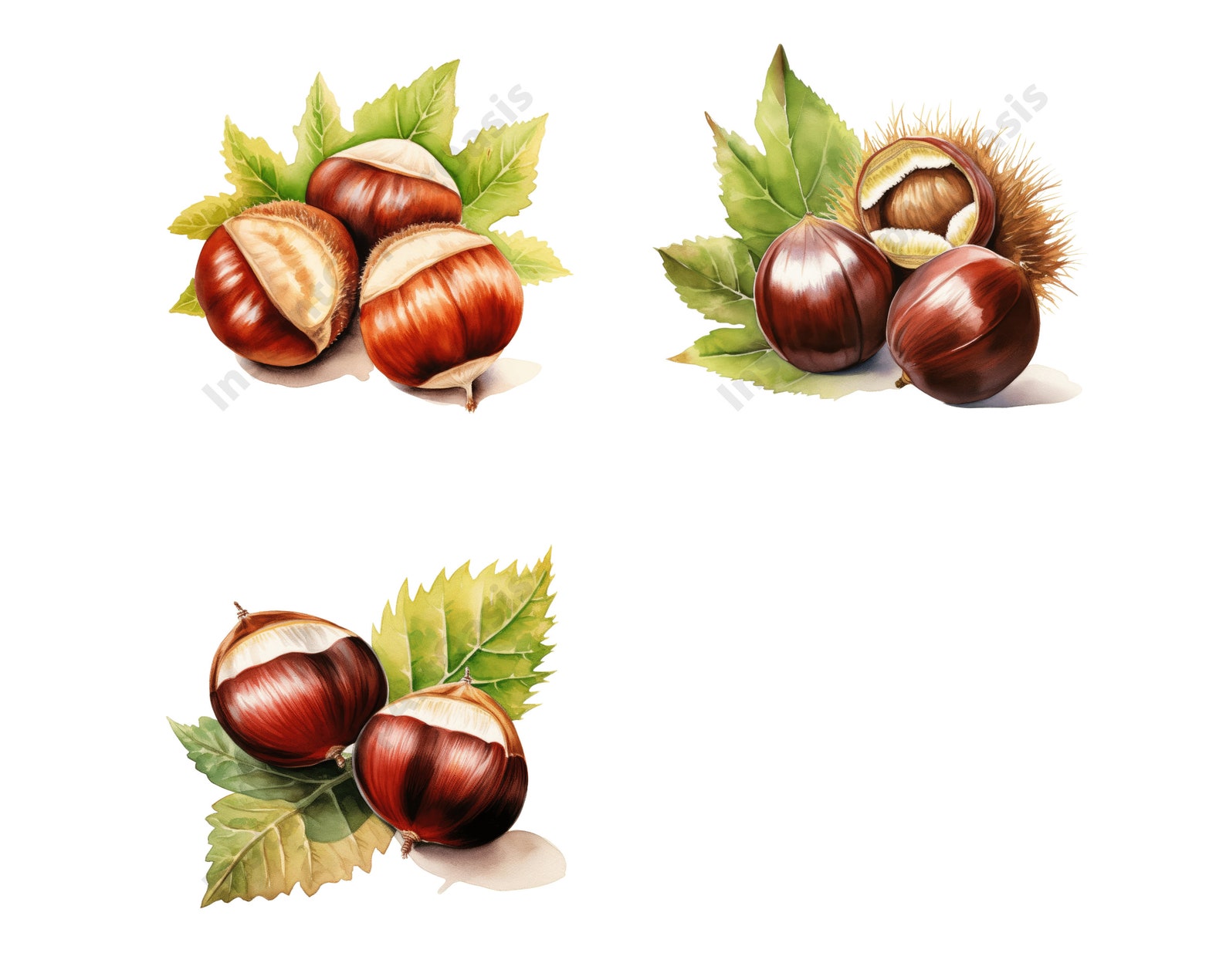 Chestnut Clipart, 15 High Quality Pngs, Botanical Clipart, Digital ...