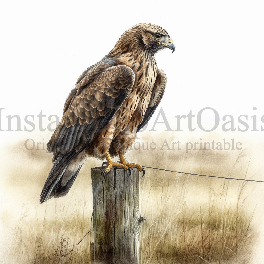 Buzzard on Fence Clipart, 10 High Quality Jpgs, Nursery Art, Digital ...