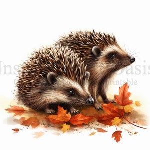 Hedgehogs in Autumn Leaves Clipart, 8 High Quality Jpgs, Nursery Art ...