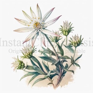 Edelweiss Clipart, 10 High Quality Jpgs, Digital Download, Botanical ...