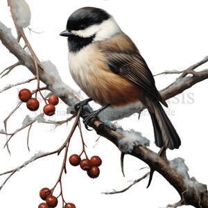 Chickadee Clipart | Set-2 | 10 High Quality Pngs, Digital Download ...