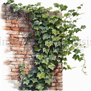 Ivy on Brick Wall Clipart, 10 High Quality Jpgs, Botanical Art, Digital ...