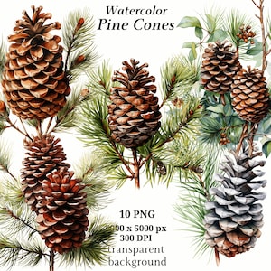 Pine Cones Clipart, 10 High Quality Pngs, Botanical Clipart, Digital ...