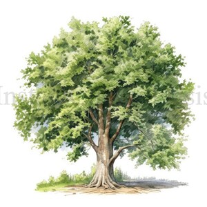 Ash Trees Clipart, 10 High Quality Jpgs, Botanical Art, Digital ...