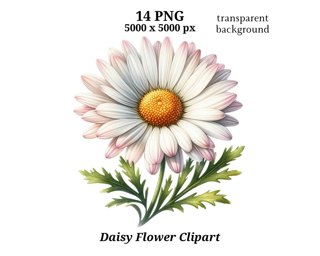 Daisy Flower Clipart, 14 High Quality Pngs, Junk Journaling, Digital ...
