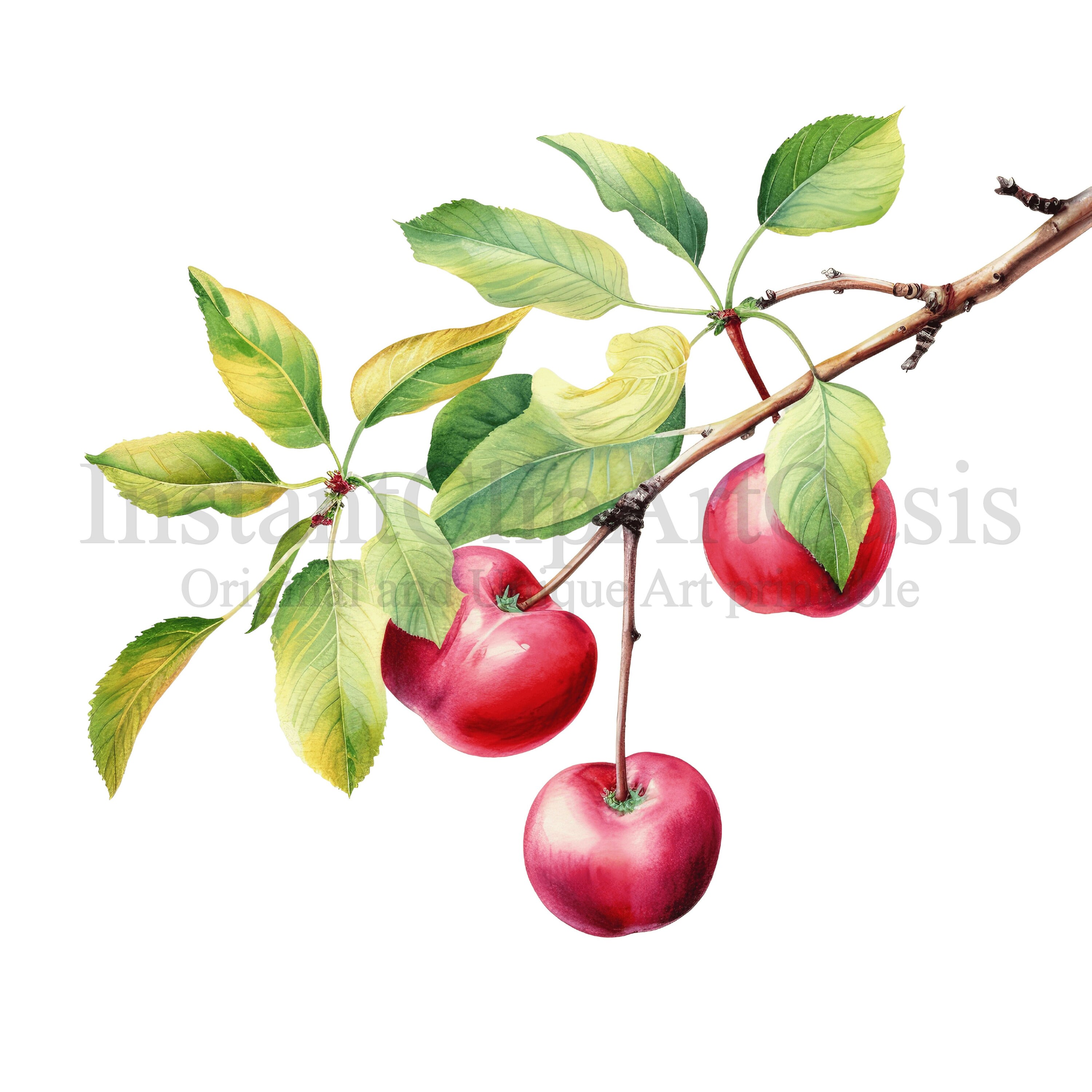 Apple Branches Clipart - 10 High Quality Pngs, Digital Download ...