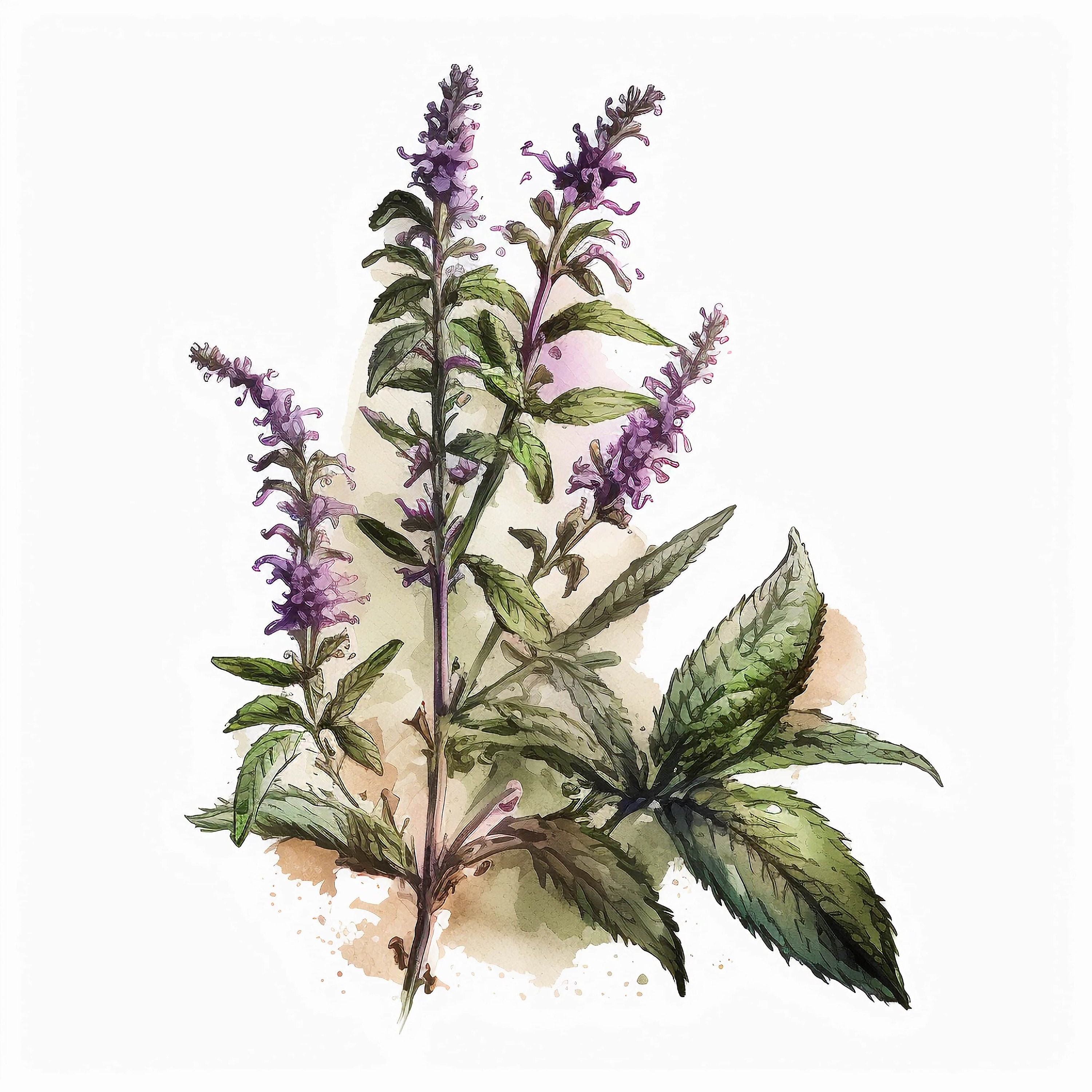 Vervain Clipart 9 High Quality Jpgs Botanical Art Digital - Etsy
