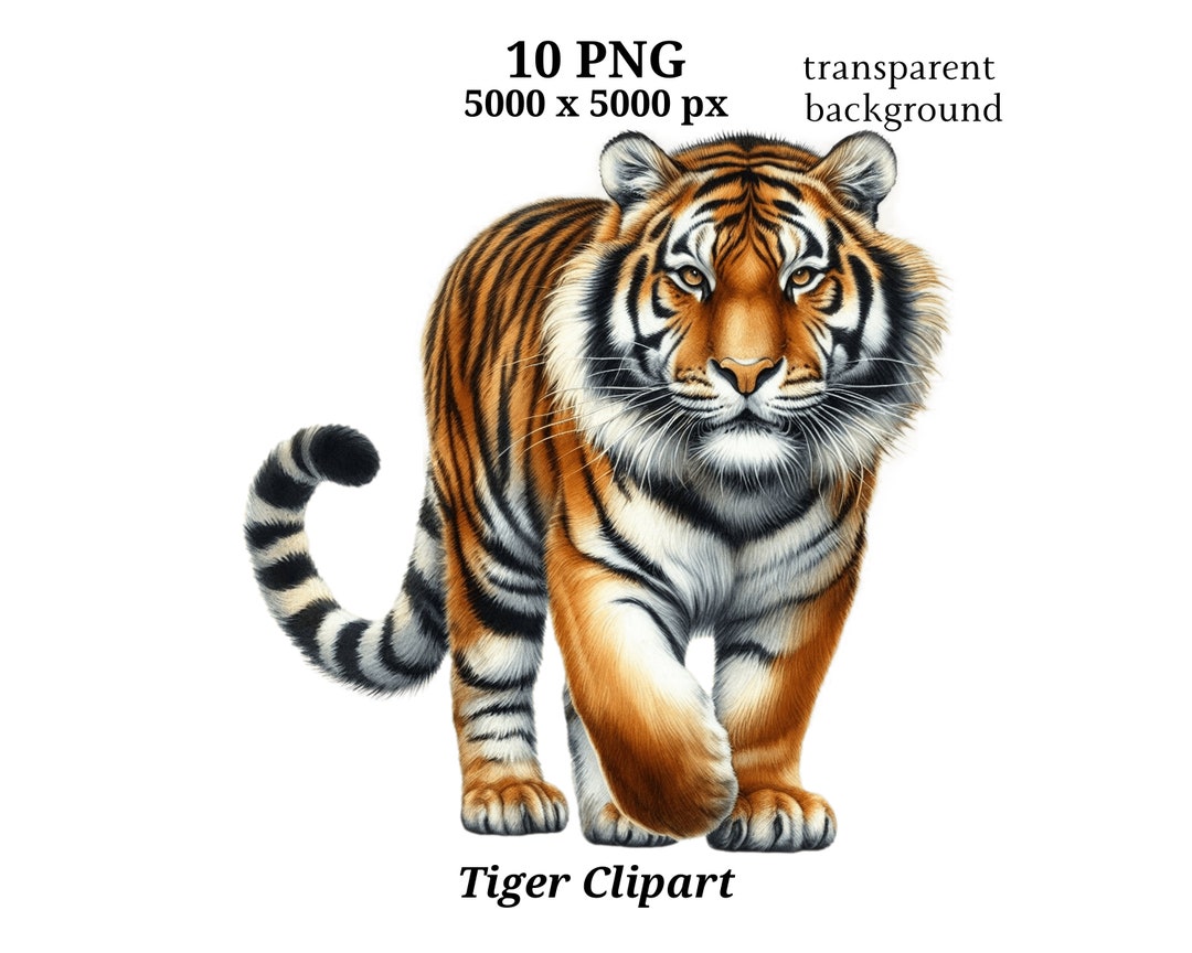 Realistic Tiger Clipart - High Resolution Digital Download, Majestic ...