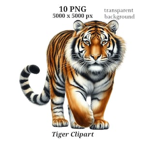 Realistic Tiger Clipart - High Resolution Digital Download, Majestic ...