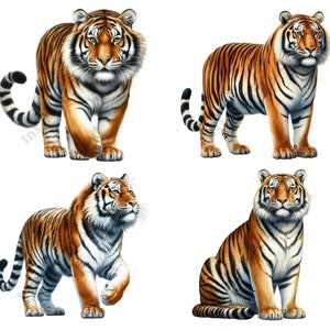 Realistic Tiger Clipart - High Resolution Digital Download, Majestic ...
